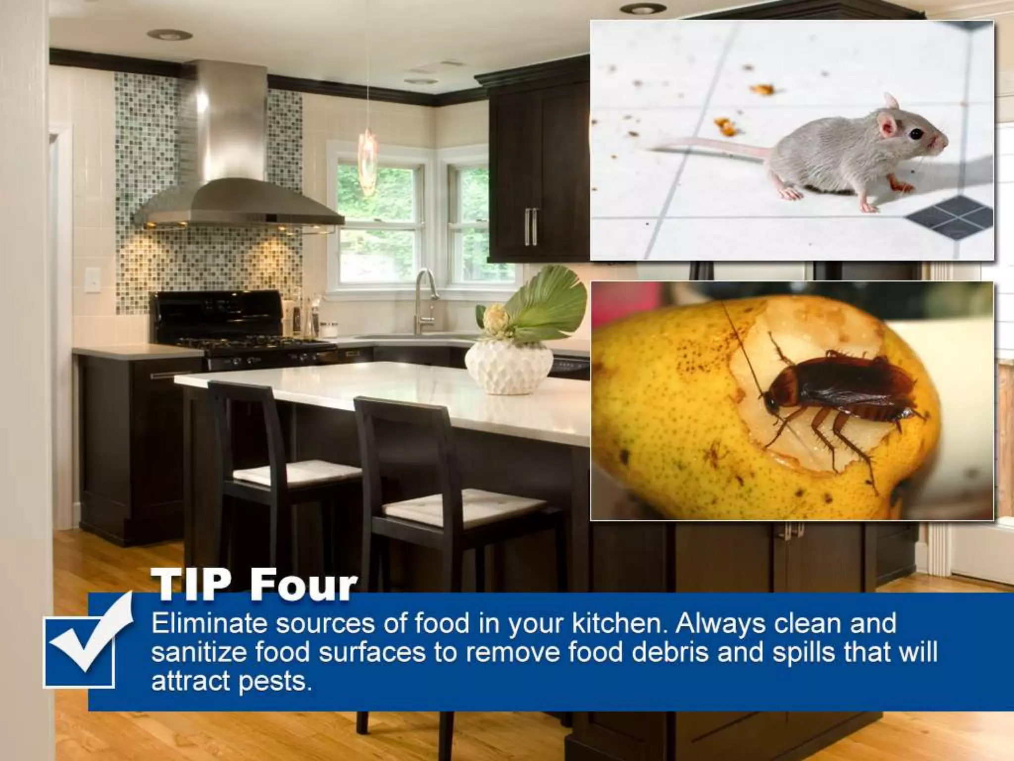 Rose pest solutions spring pest tips | PPTX