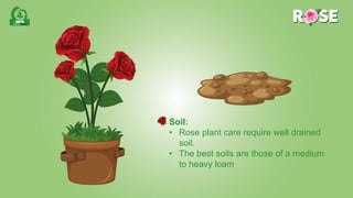 rose | PPT
