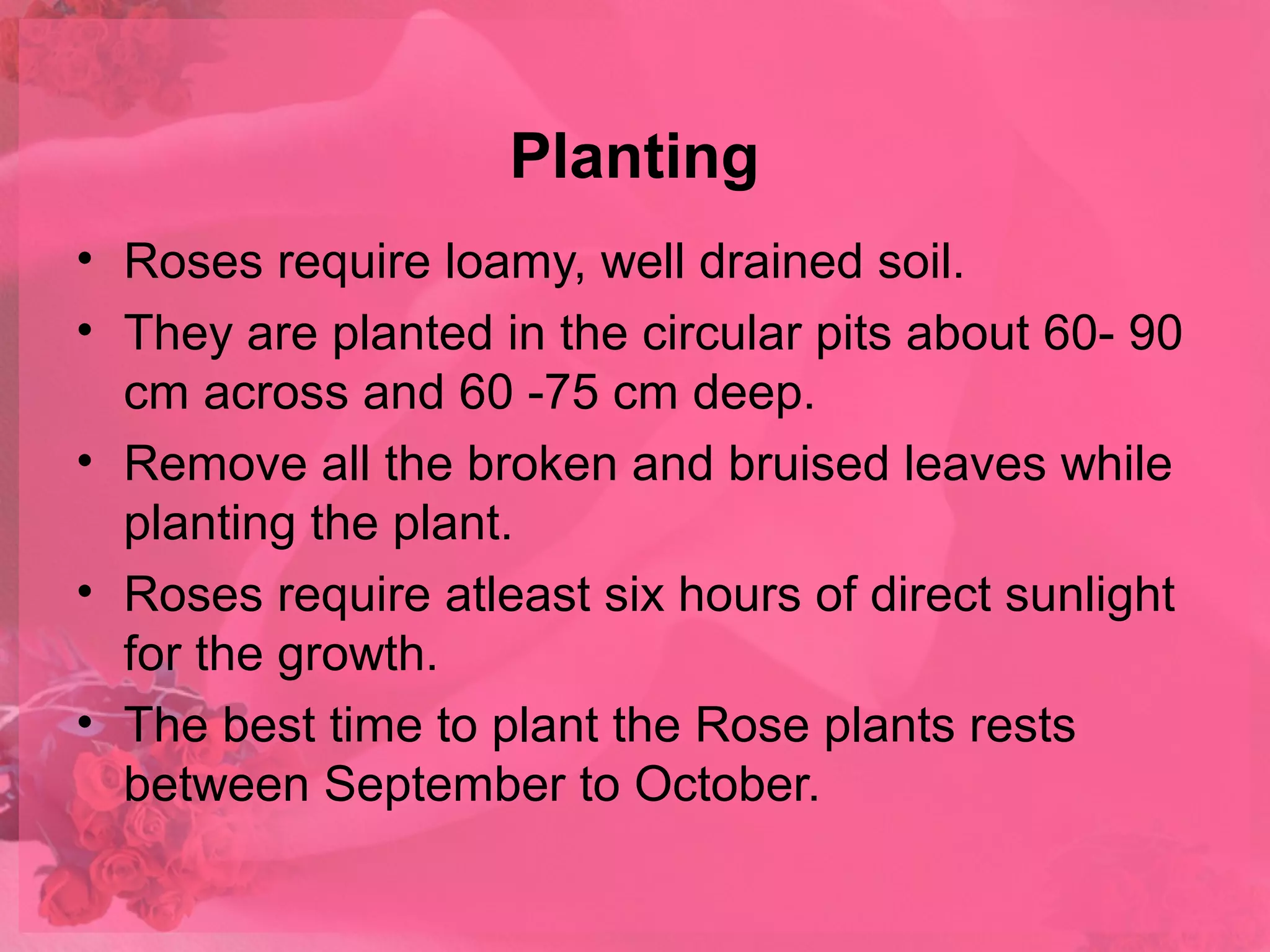 Rose | PPT