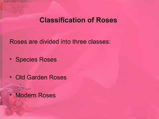 Rose | PPT | Agriculture | Industries
