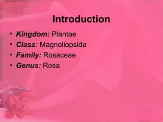 Rose | PPT | Agriculture | Industries