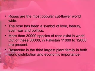 Rose | PPT | Agriculture | Industries