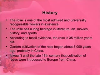 Rose | PPT | Agriculture | Industries