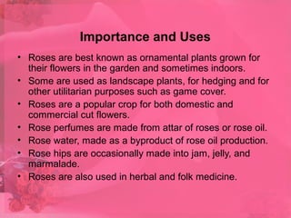 Rose | PPT