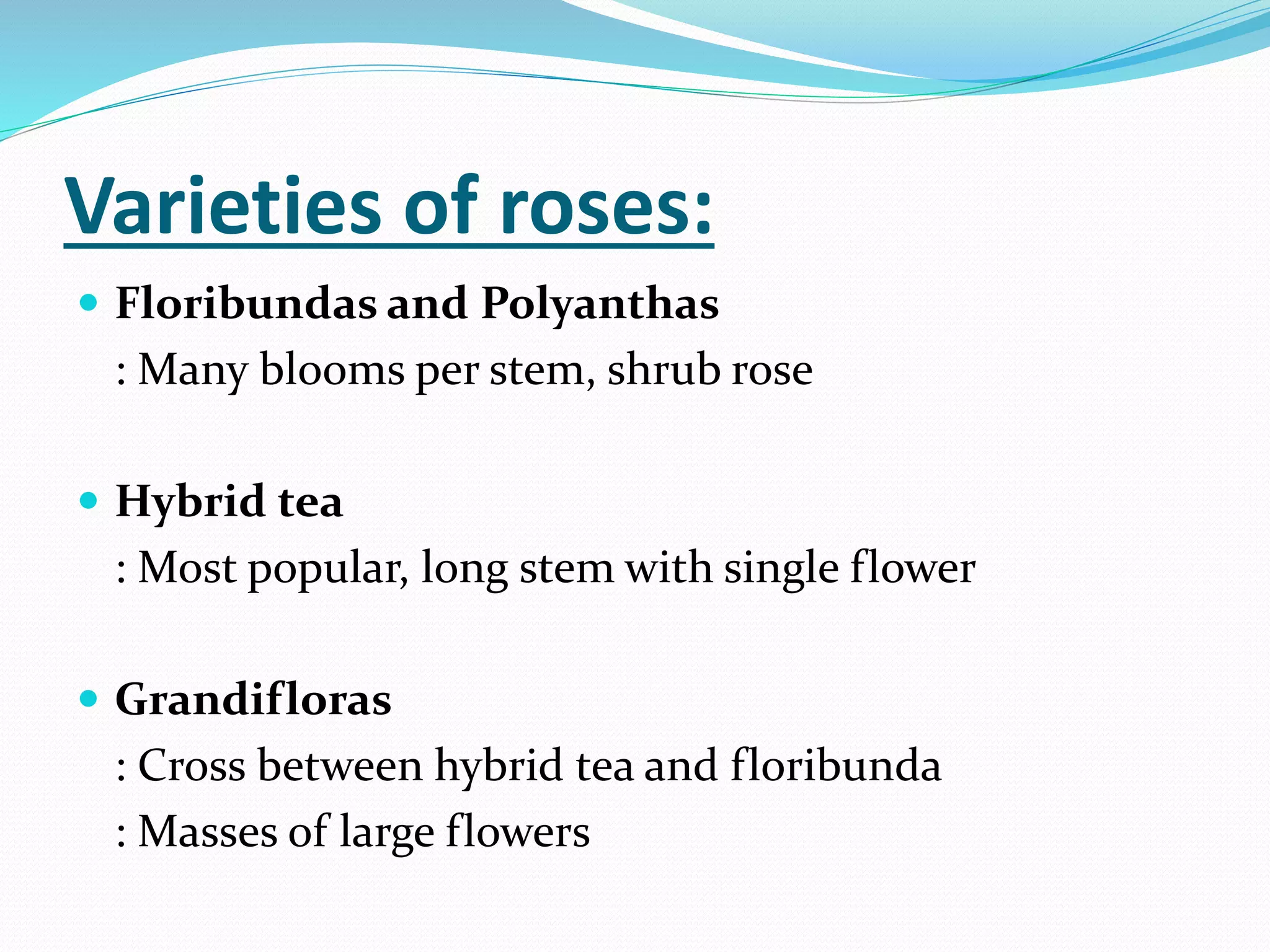 Roses (Brief overview) | PPTX