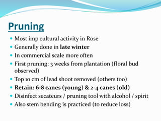 Rose Cultivation | PPT