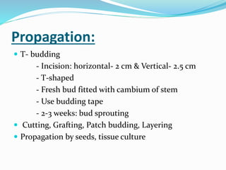 Rose Cultivation | PPT
