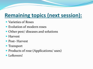 Rose Cultivation | PPT