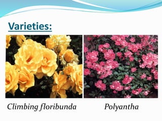 Rose Cultivation | PPT