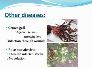 Rose Cultivation | PPT