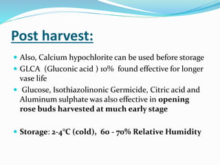 Rose Cultivation | PPT