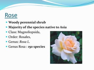 Rose Cultivation | PPT