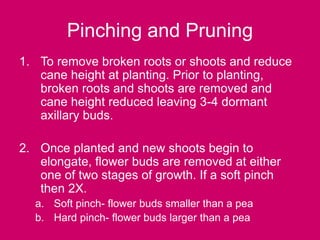 roses.ppt