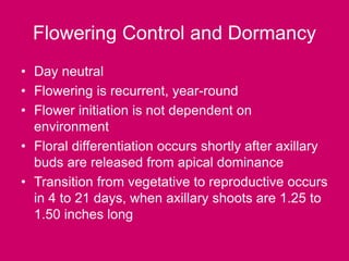 roses.ppt