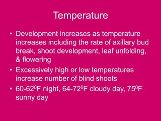 roses.ppt