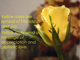Roses the symbol of love and care | PPT