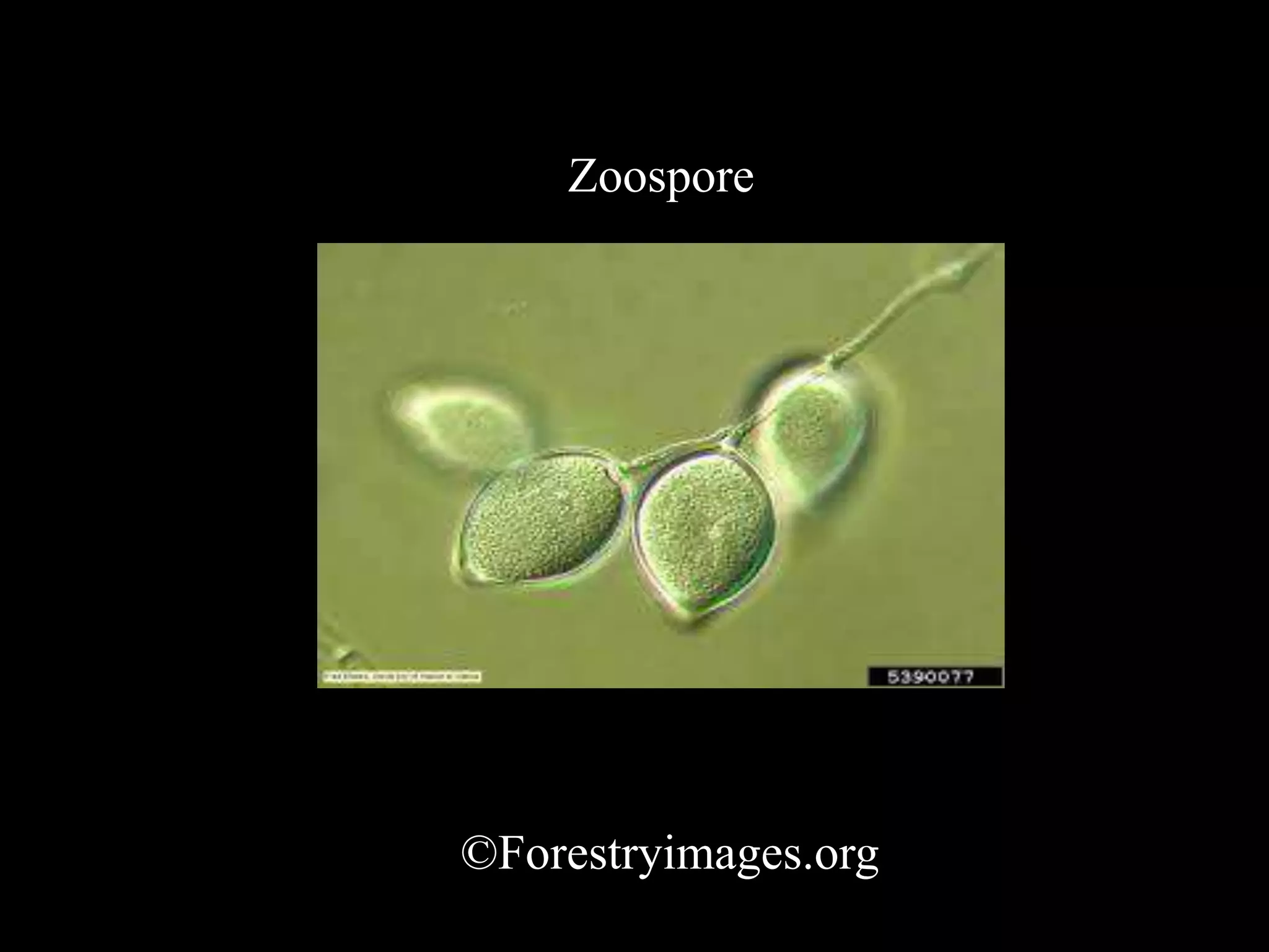 CASTOR SEEDLING BLIGHT ,CASTOR RUST | PPTX