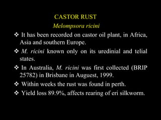 CASTOR SEEDLING BLIGHT ,CASTOR RUST | PPTX