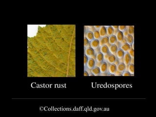 CASTOR SEEDLING BLIGHT ,CASTOR RUST | PPTX