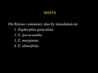 CASTOR SEEDLING BLIGHT ,CASTOR RUST | PPTX