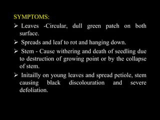 CASTOR SEEDLING BLIGHT ,CASTOR RUST | PPTX