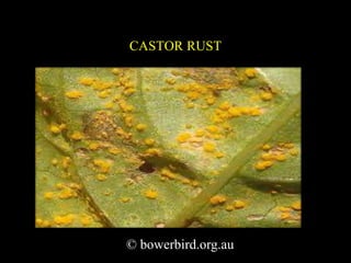 CASTOR SEEDLING BLIGHT ,CASTOR RUST | PPT