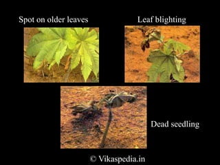 CASTOR SEEDLING BLIGHT ,CASTOR RUST | PPT