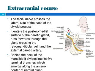 FACIAL NERVE | PPT | Ear, Nose and Throat Conditions | Diseases and ...