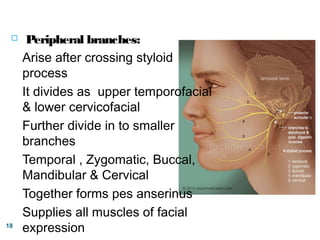 FACIAL NERVE | PPT