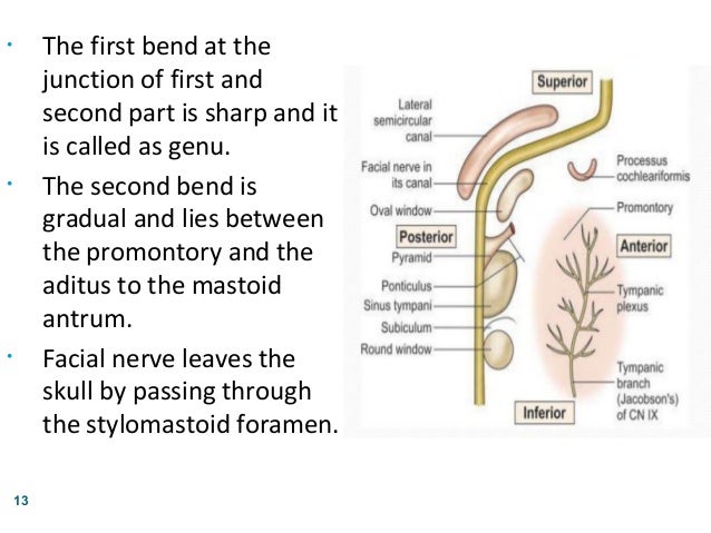 FACIAL NERVE