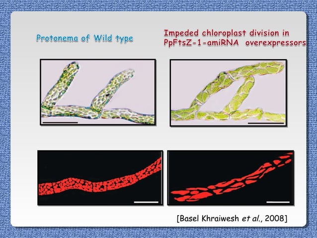 The Moss- Physcomitrella patens : A Novel Model System for Plant ...