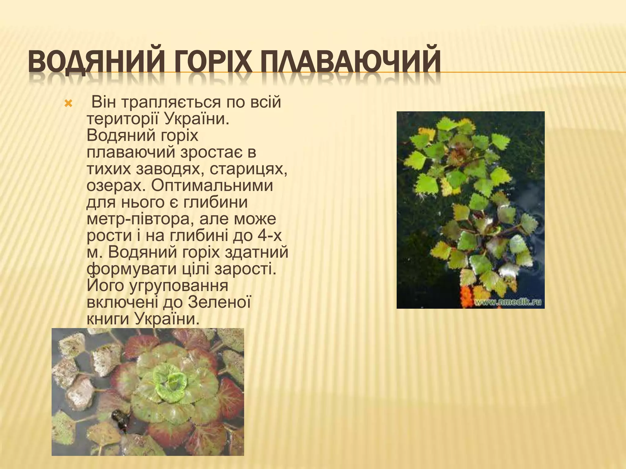 Roslini zaneseni do_chervonoyi_ta_zelenoyi_knigi | PPT