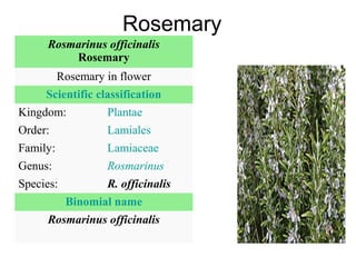 Rosmery | PPT