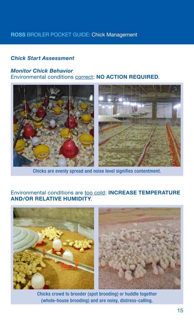 Ross broiler-pocket-guide-2020-en | PDF