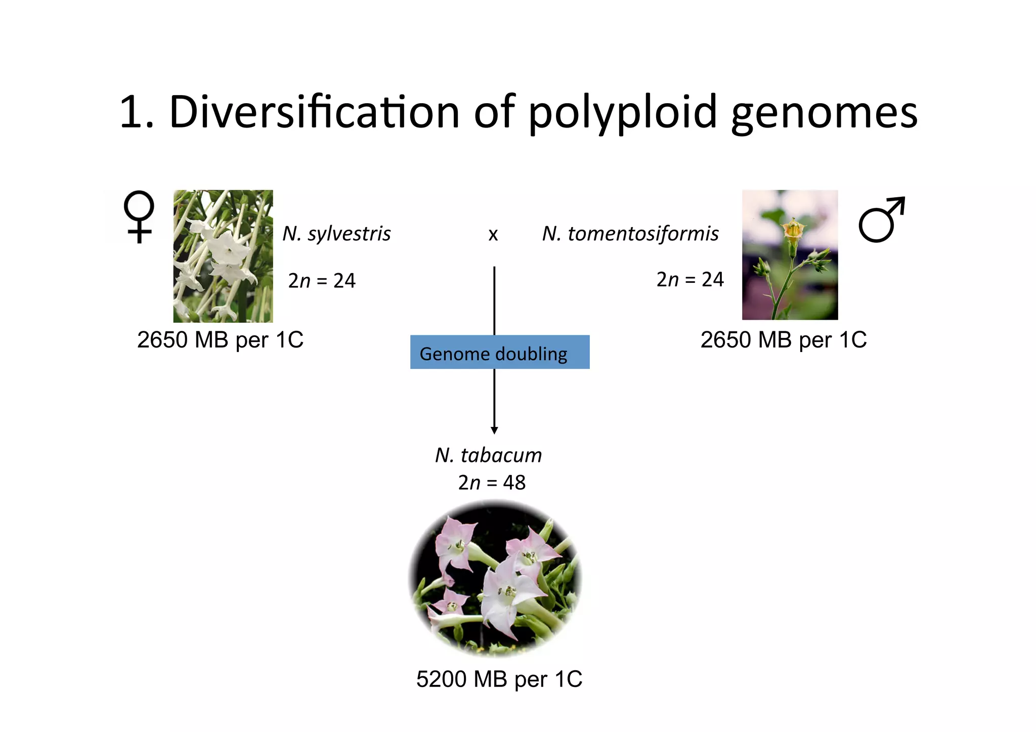 Whole genome duplication and diversification of plant genomes | PDF