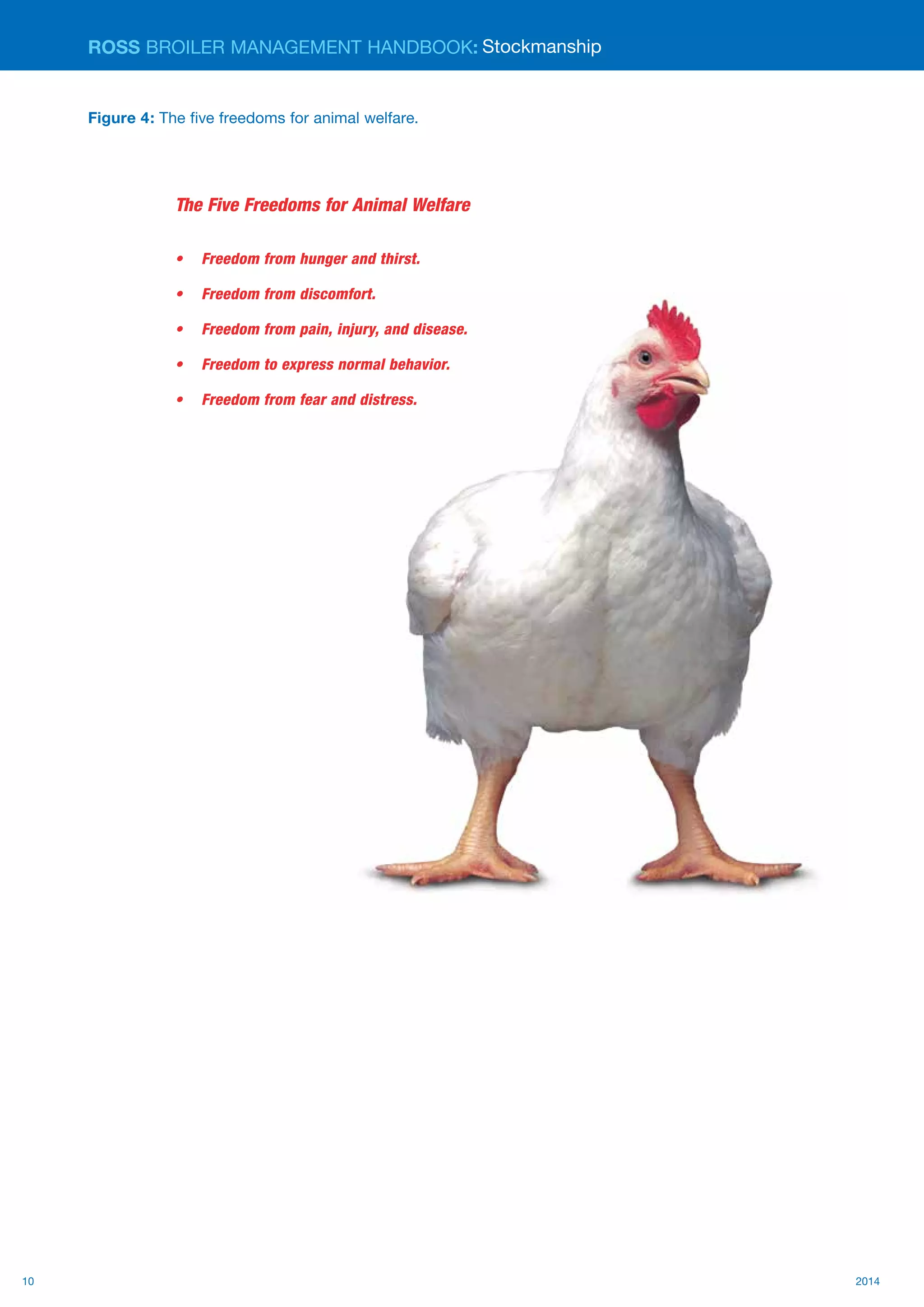 Ross broiler handbook | PDF