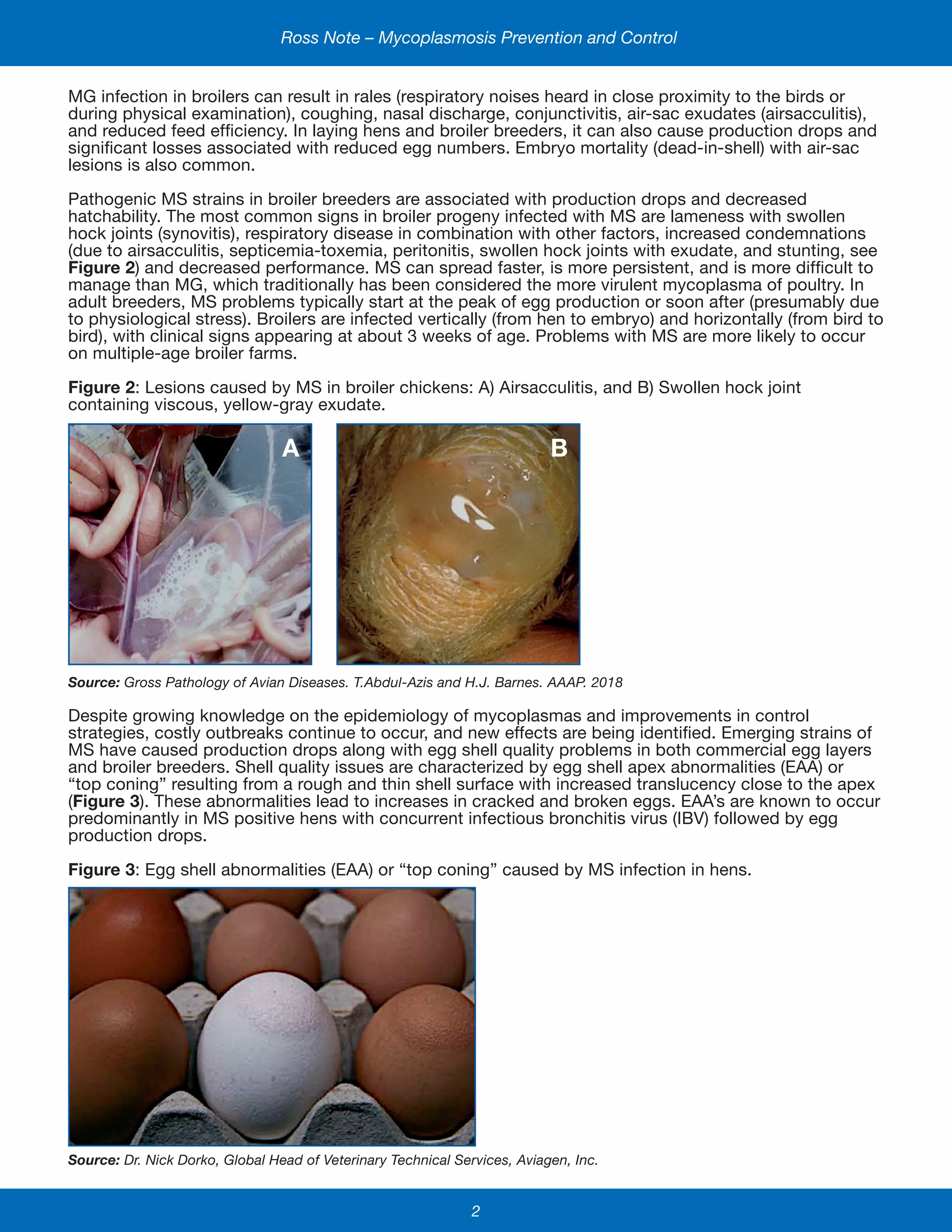 Ross note mycoplasmosis-en-19 | PDF