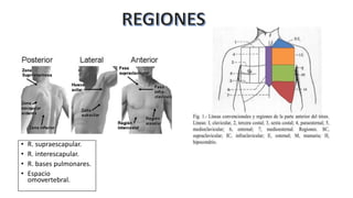 s. respiratorio | PPTX