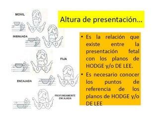 ROTACION EN EL PARTO OIIA Y OIDA Y FORCEPS 1AAA | PPTX