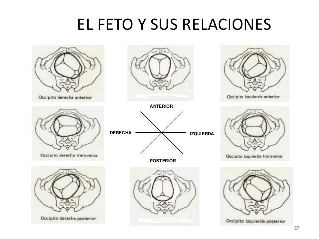 ROTACION EN EL PARTO OIIA Y OIDA Y FORCEPS 1AAA