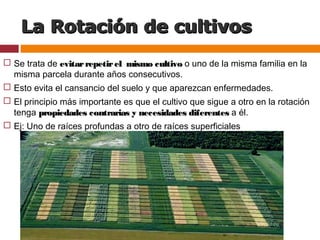 Rotación de cultivos en Agricultura ecológica | PPT
