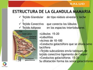 Anatomía y fisiología de la glándula mamaria. | PPTX