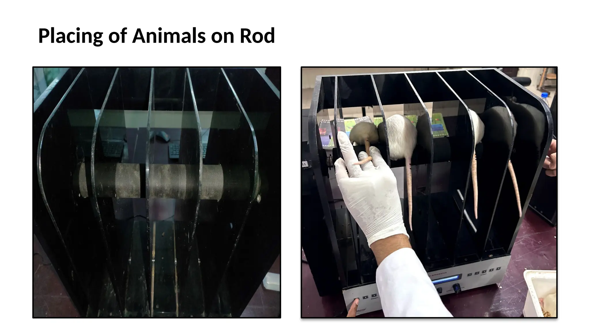 Rotarod Apparatus, Standard Operating Procedure | PPTX