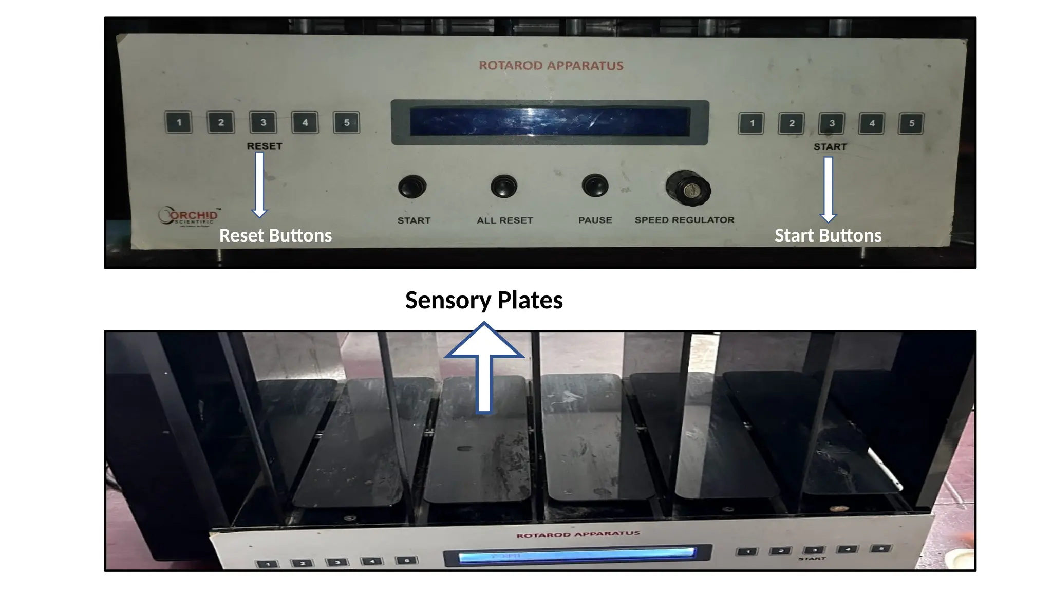 Rotarod Apparatus, Standard Operating Procedure | PPTX