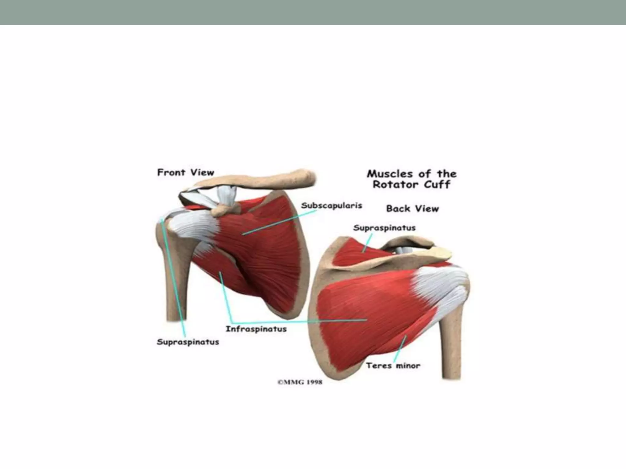 Rotator cuff | PPTX