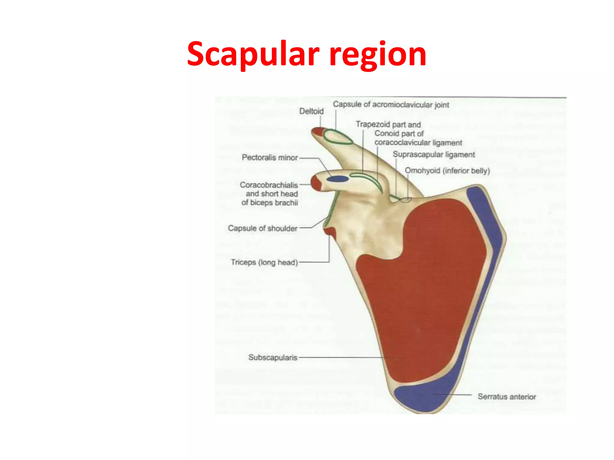 Rotator cuff.pptx
