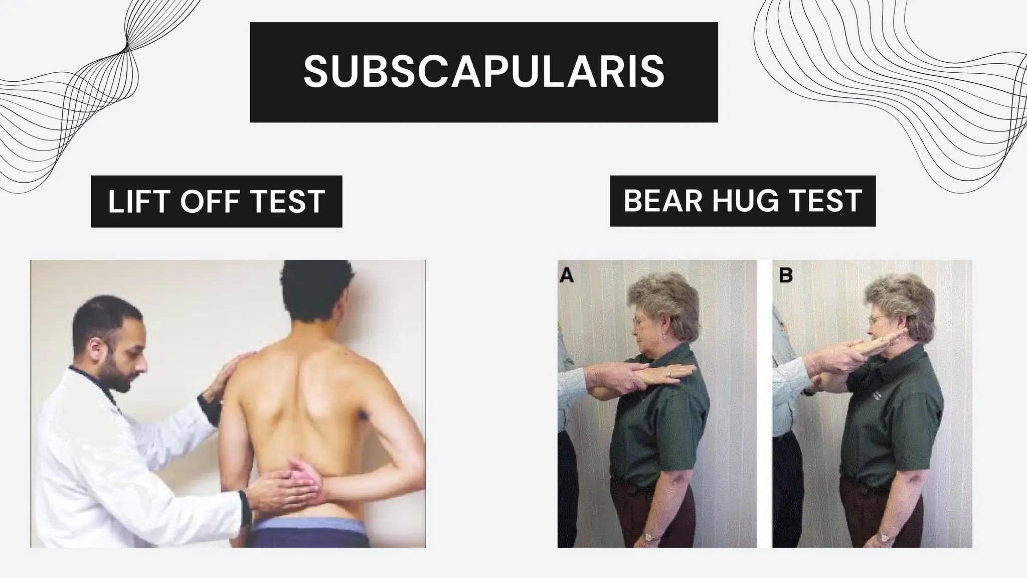 Rotator cuff muscles and their rehabilitation | PPT