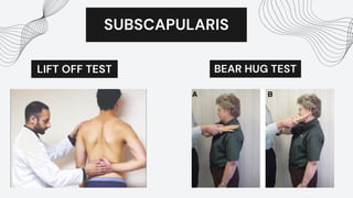 Rotator cuff muscles and their rehabilitation | PPT