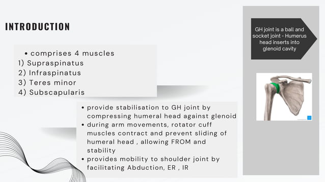 Rotator cuff muscles and their rehabilitation | PPT