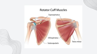 Rotator cuff muscles and their rehabilitation | PDF